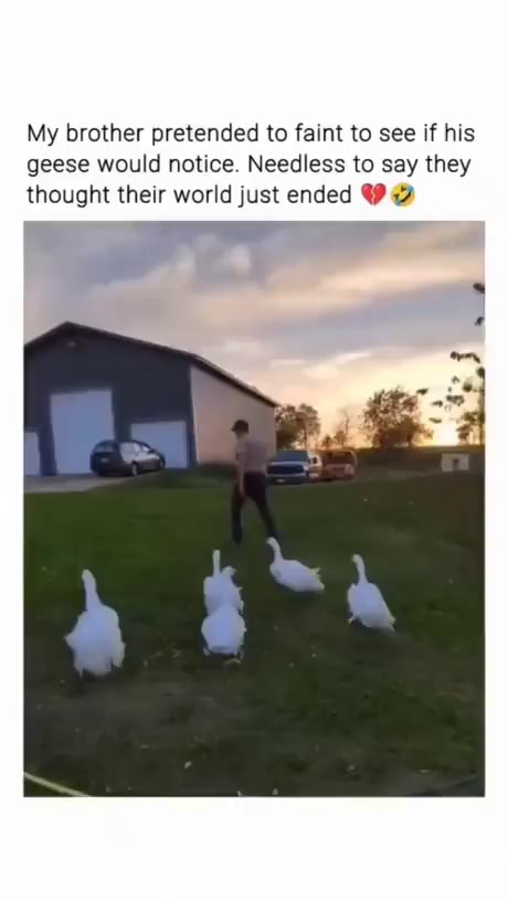 My brother pretended to faint to see if his geese would notice ...