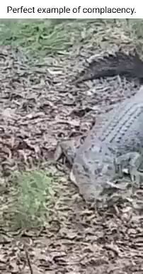 Perfect example of complacency. - iFunny