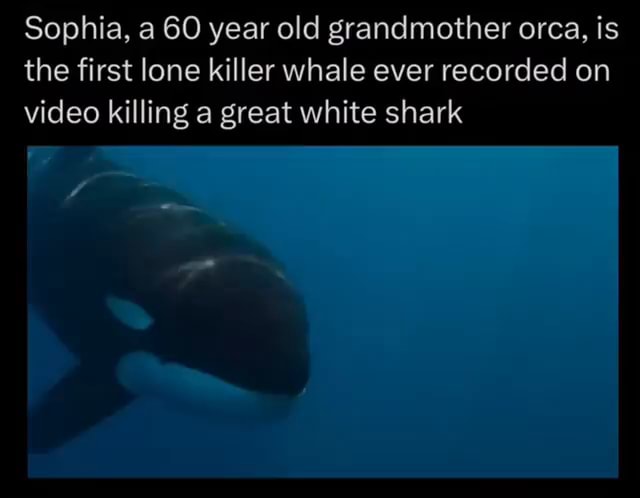 Sophia, a 60 year old grandmother orca, is the first lone killer whale ...