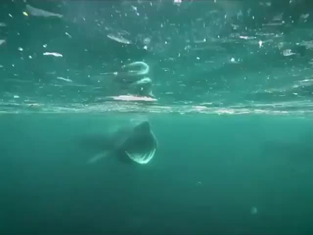 Basking shark!!! - iFunny