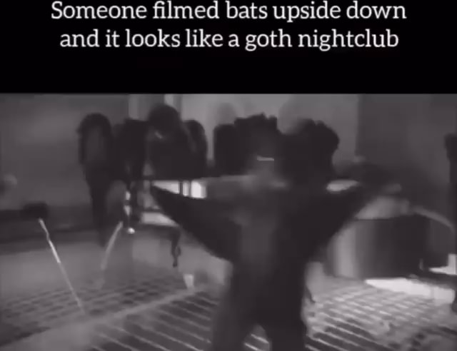 Someone filmed bats upside down and it looks like a goth nightclub - iFunny