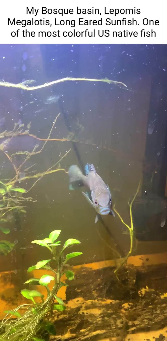 My Bosque basin, Lepomis Megalotis, Long Eared Sunfish. One of the most ...