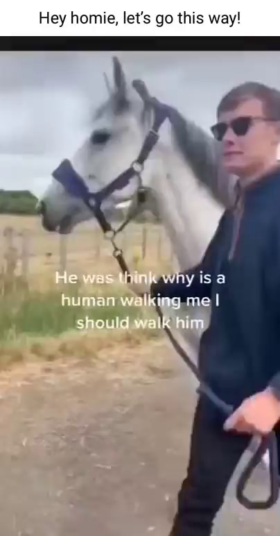 Hey homie, let's go this way! He human weillsiry I should walk him - iFunny