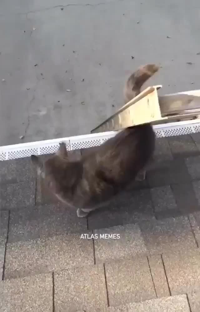 ATLAS MEMES: - iFunny