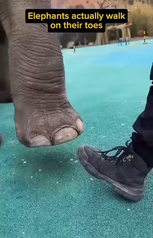 Elephants actually walk on their toes - America’s best pics and videos