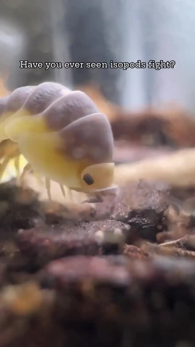 Have you ever seen isopods fight? - iFunny