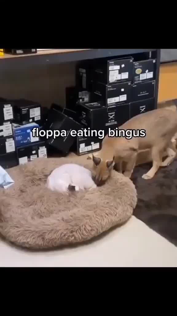 Floppa eating bingus - iFunny