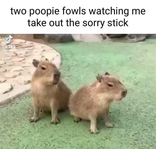 Two poopie fowls watching me take out the sorry stick cf TikTok - iFunny