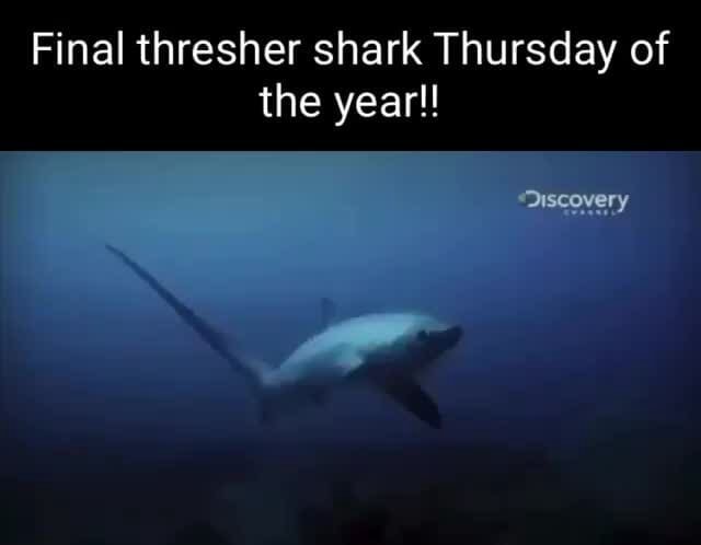 Final thresher shark Thursday of the year!! 'Discovery - iFunny