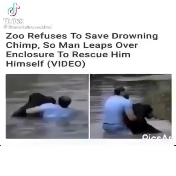 Zoo Refuses To Save Drowning Chimp, So Man Leaps Over Enclosure To ...