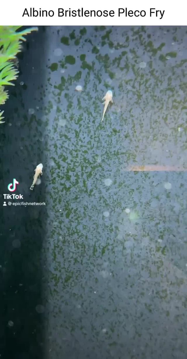 Albino Bristlenose Pleco Fry TikTok - iFunny