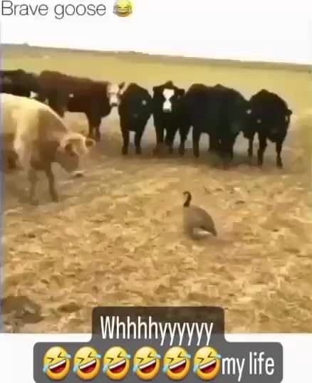 Brave goose - iFunny