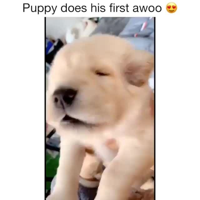 Puppy does his first awoo U - iFunny