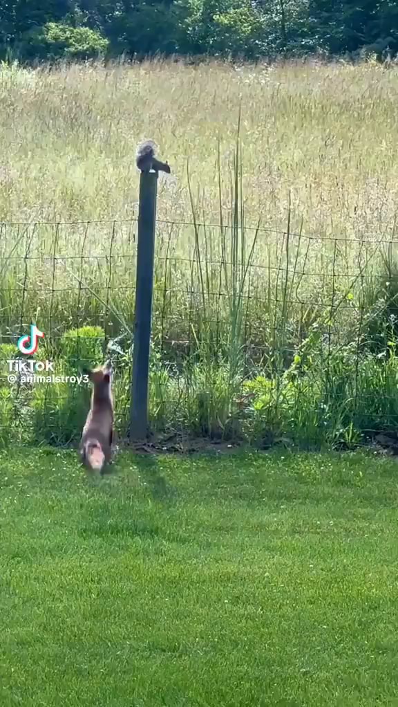 Video memes C7MSZm2BC by THE_PSYCHO_WOLF_ - iFunny