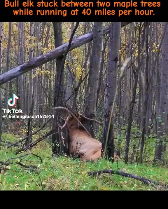 Bull elk stuck between two maple trees while running at 40 miles per ...