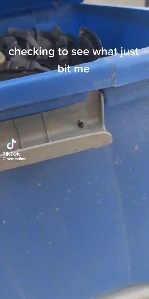 Checking to see what just bit me TikTo" - iFunny