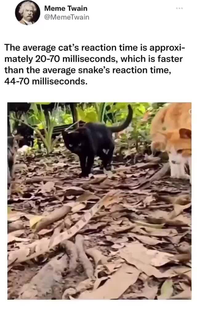 Meme Twain Meme Taa The average cat's reaction time is approxi- mately ...