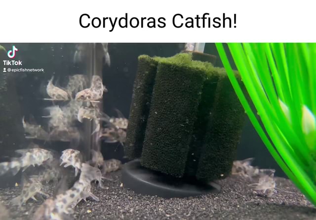 Corydoras Catfish! - iFunny