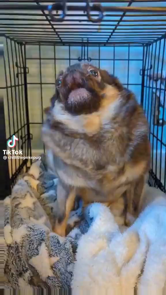 Video memes 6RydUAuJA by SGT_Duffy_Still_Shammin: 3 comments - iFunny
