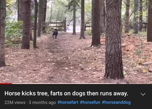 Horse kicks tree, farts on dogs then runs away. #horseanddeq M views 3 ...