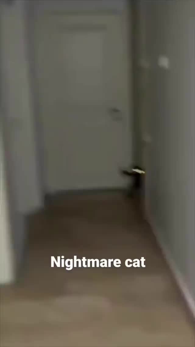 Nightmare cat - iFunny
