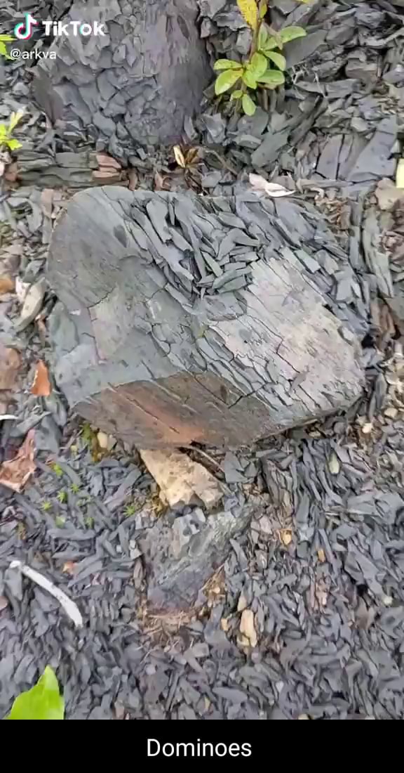Ch TikTok Dominoes - iFunny