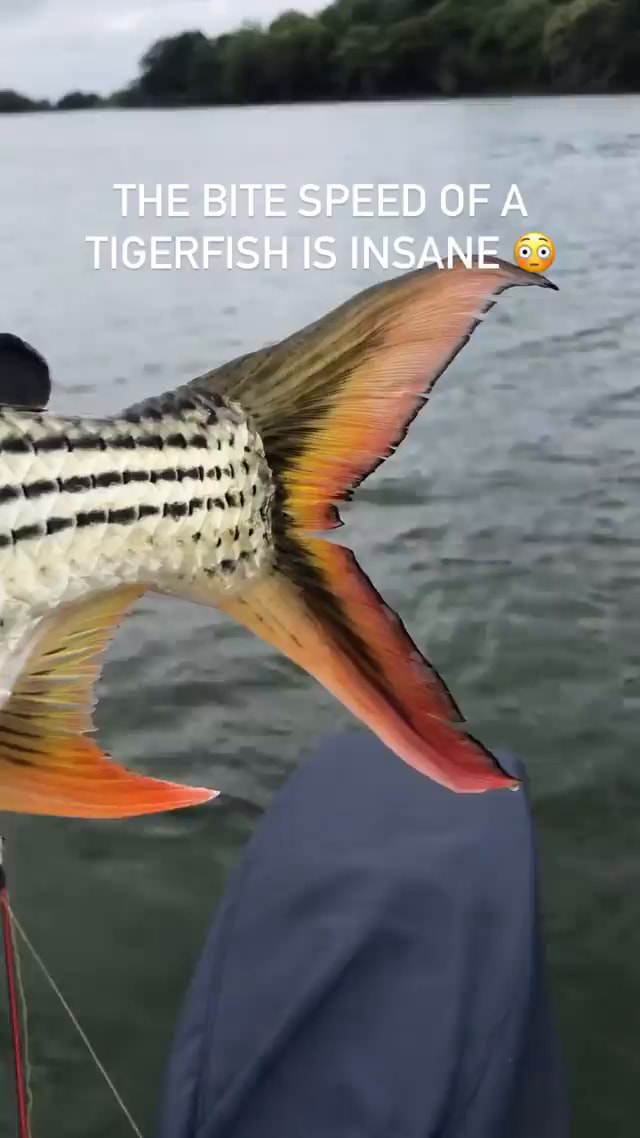 THE BITE SPEED OF A TIGERFISH IS INSANE - iFunny