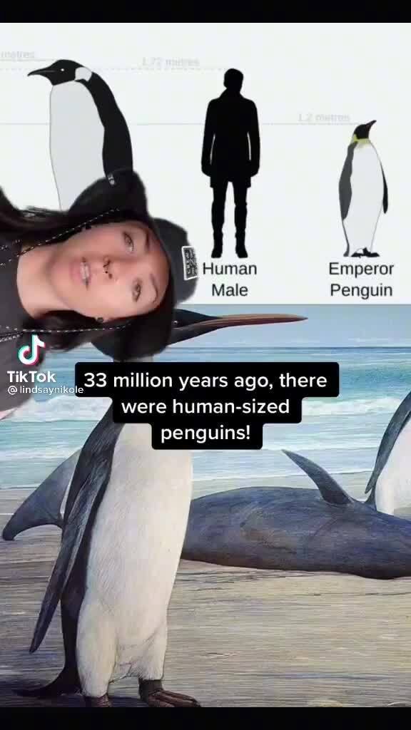 Human Emperor Penguin 33 million years ago, there were human-sized ...