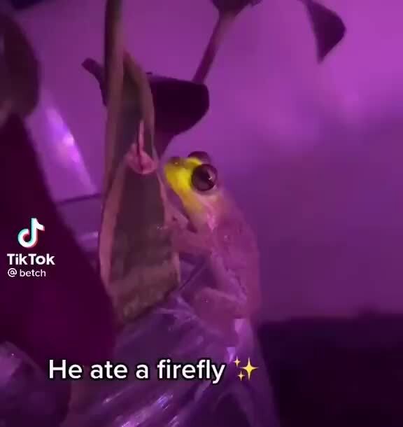 TikTok @betch He ate a firefly - iFunny