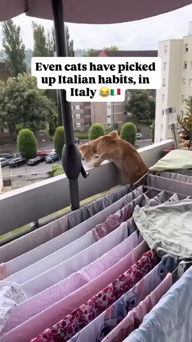 Even cats have picked up Italian habits, in Italy SU! - iFunny