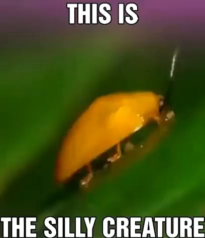 THIS IS THE SILLY CREATURE - iFunny