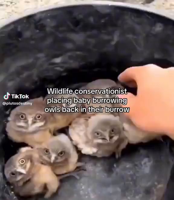 Wildlife conservationist placing baby burrowing owls back in their ...