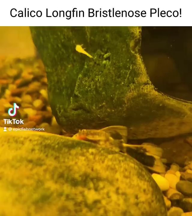 Calico Longfin Bristlenose Pleco! - iFunny