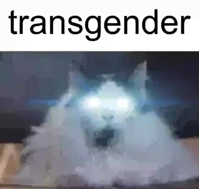 Transgender cat - transgender - iFunny