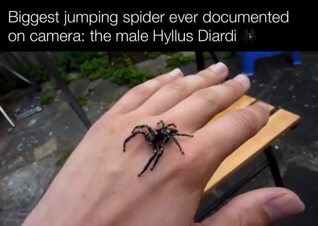 Biggest jumping spider ever documented on camera: the male Hyllus ...