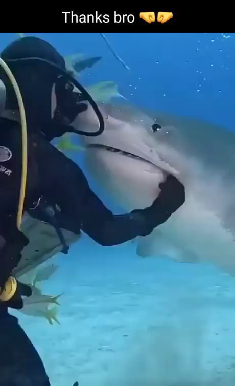 Video memes 1iYe3rU5C by SuckerFree: 0.5K comments - iFunny