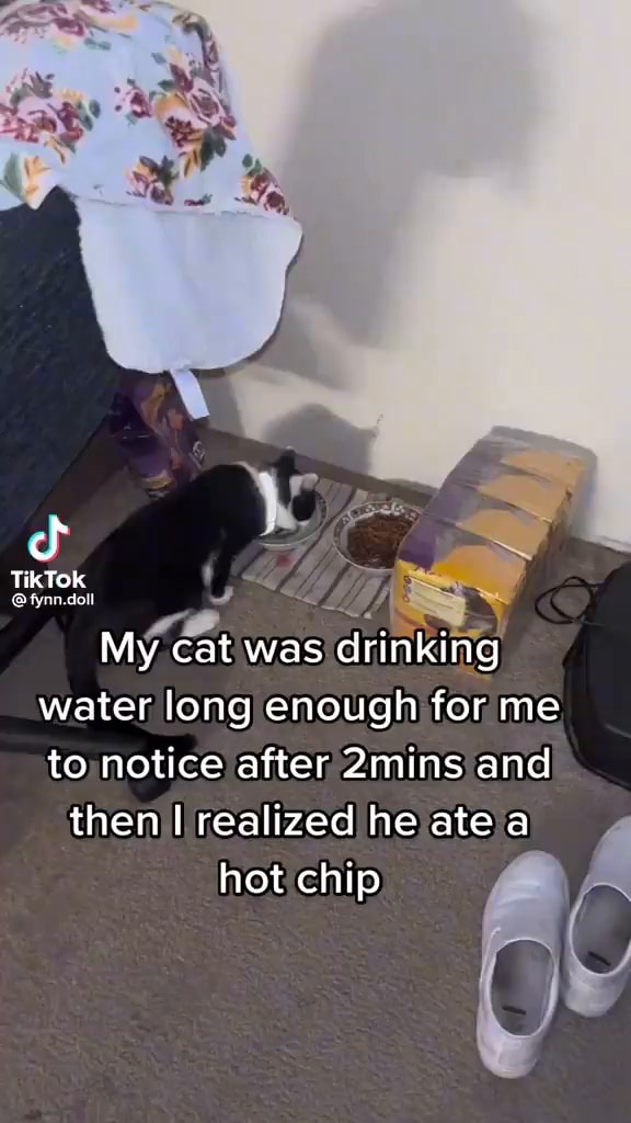 Cf TikTok fynn.doll My cat was drinking water long enough for me to ...