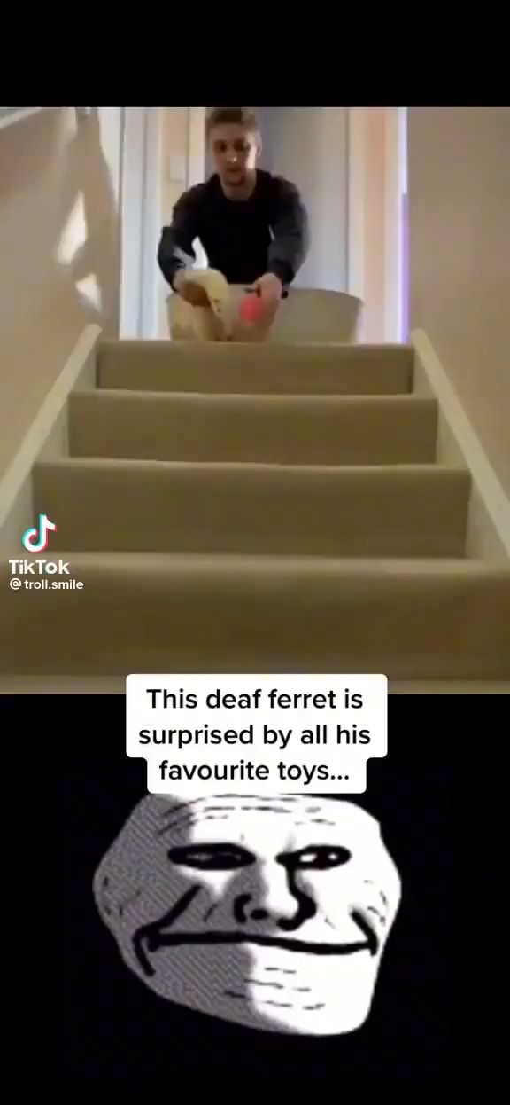 @troll.smile This deaf ferret is surprised by all his favourite toys ...