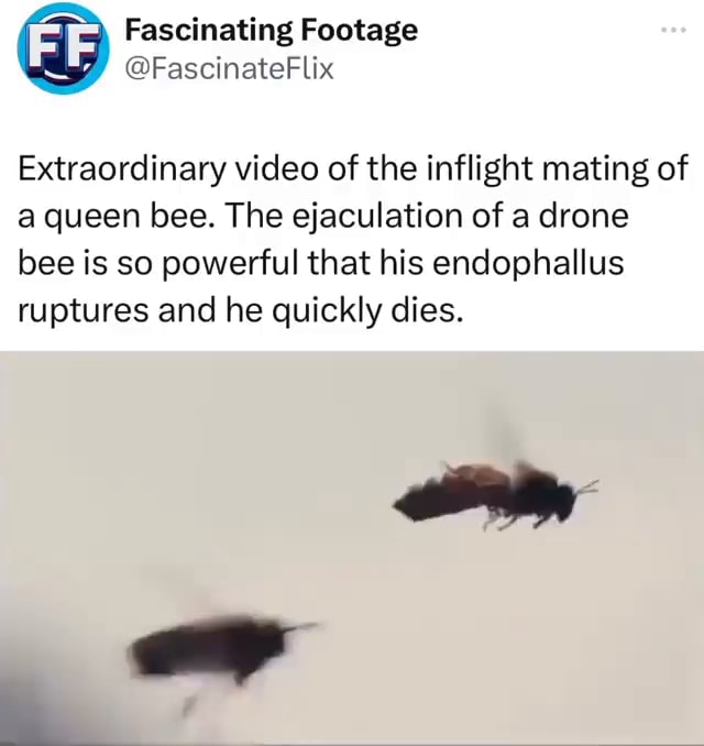 Fascinating Footage " FascinateFlix Extraordinary video of the inflight ...