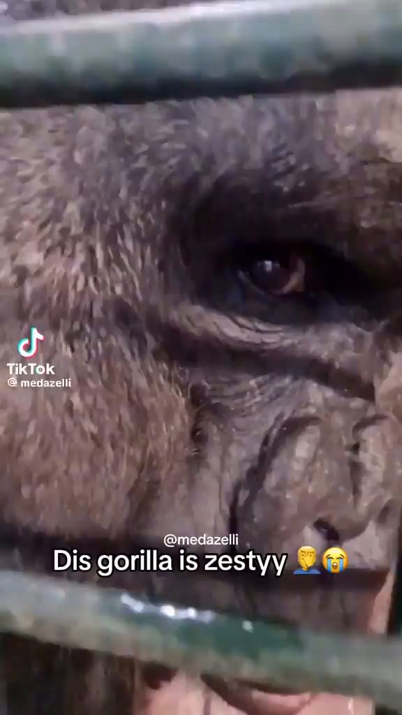 TikTok medazelli Dis gorilla is zesty - iFunny
