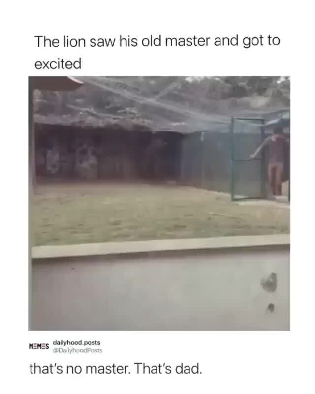 The lion saw his old master and got to excited that's no master. That's ...