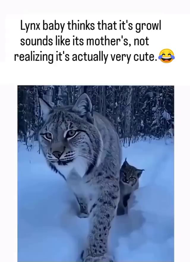 Lynx baby thinks that it's growl sounds like its mother's, not ...