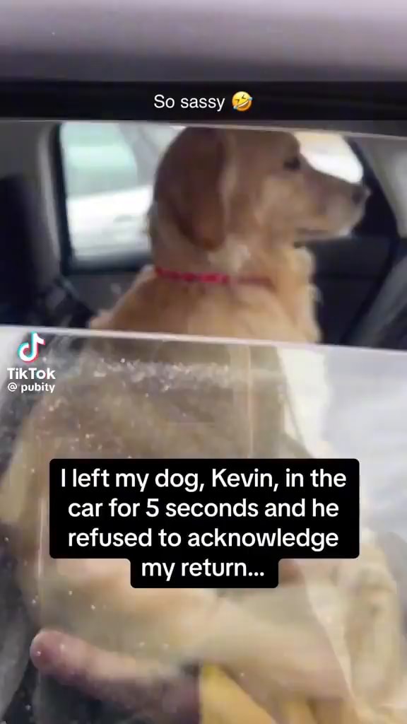 So sassy TikTok pubity left my dog, Kevin, in the car for seconds and ...