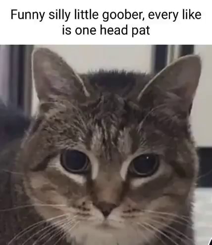 Funny silly little goober, every like is one head pat - iFunny