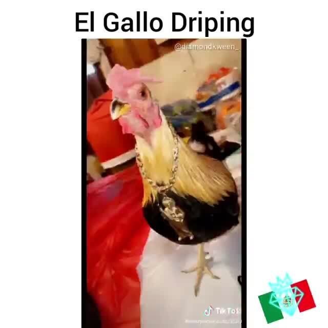 Gallo Briping - iFunny