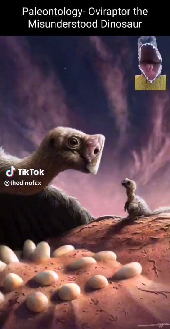 Paleontology: Oviraptor the Misunderstood Dinosaur ch TikTok ...