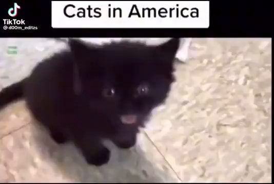 Cats in America - iFunny