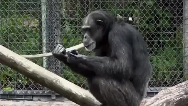 Freedom for Animals !!! - iFunny