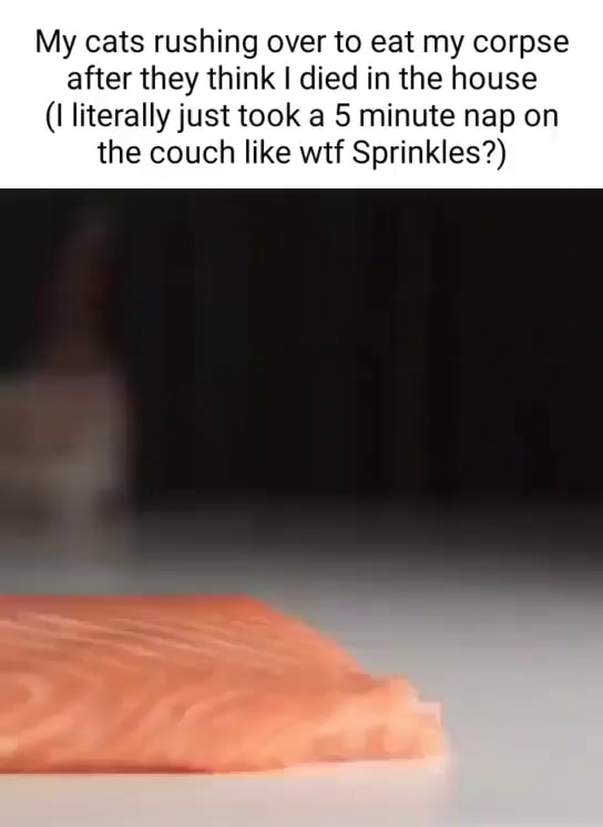 My cats rushing over to eat my corpse after they think I died in the ...