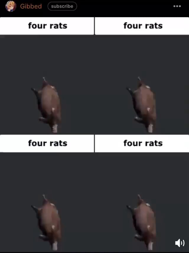 Four rats four rats four raks four rats - iFunny